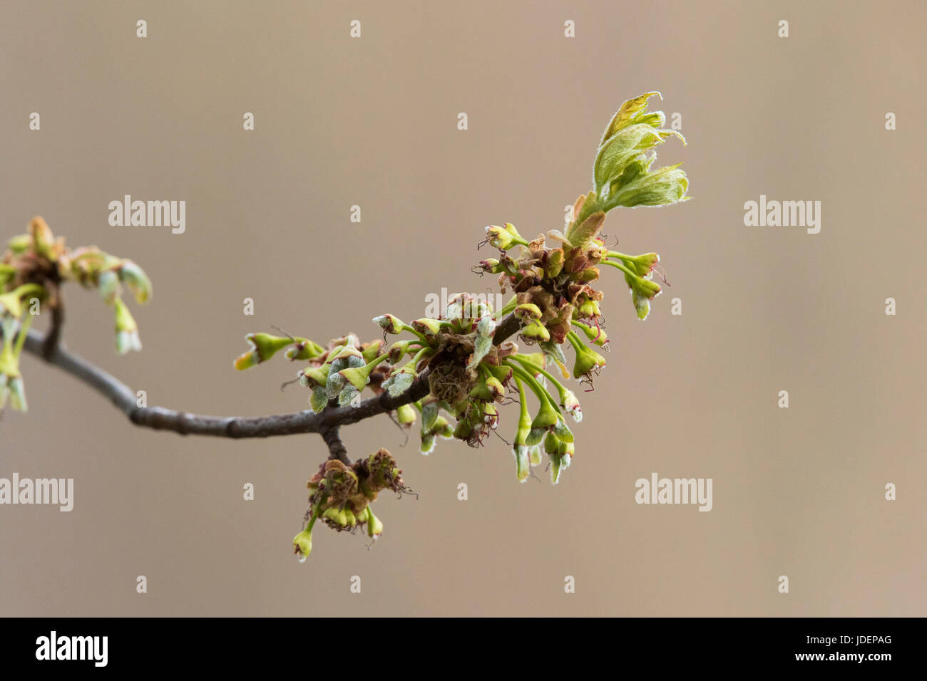 Field maple buds hi-res stock photography and images - Alamy