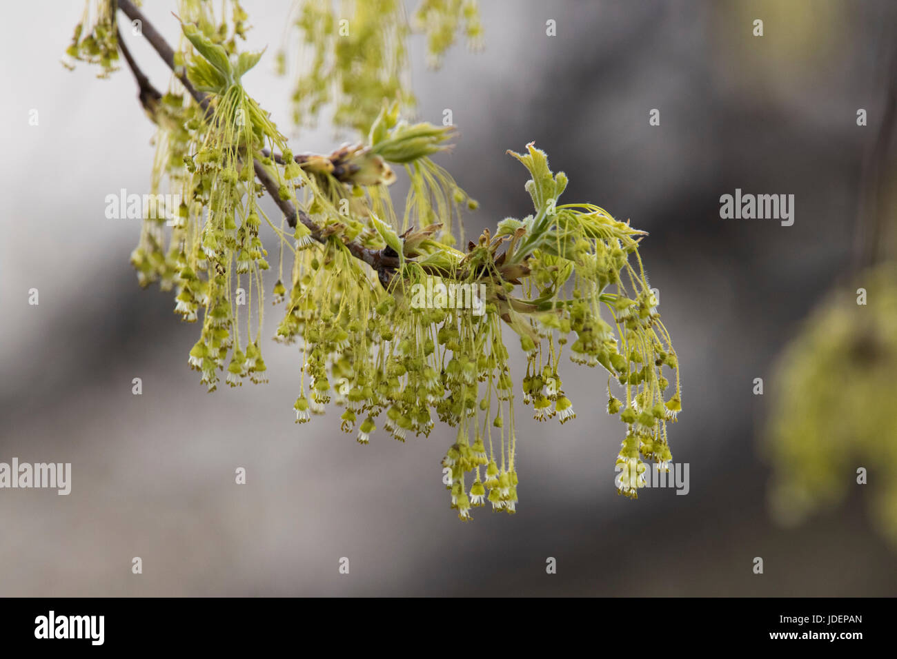 Field maple buds hi-res stock photography and images - Alamy