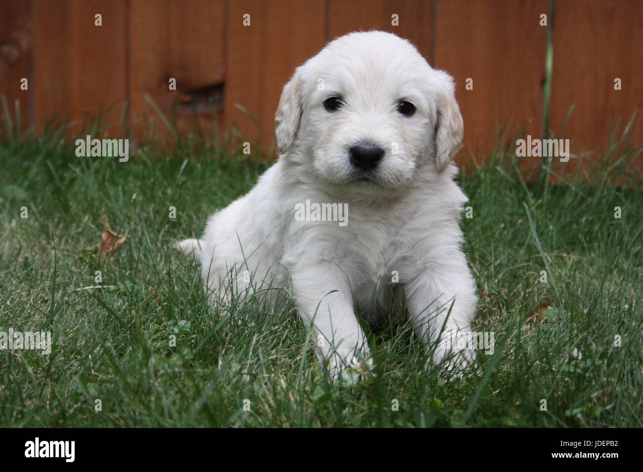 4 week old pups Stock Photo - Alamy
