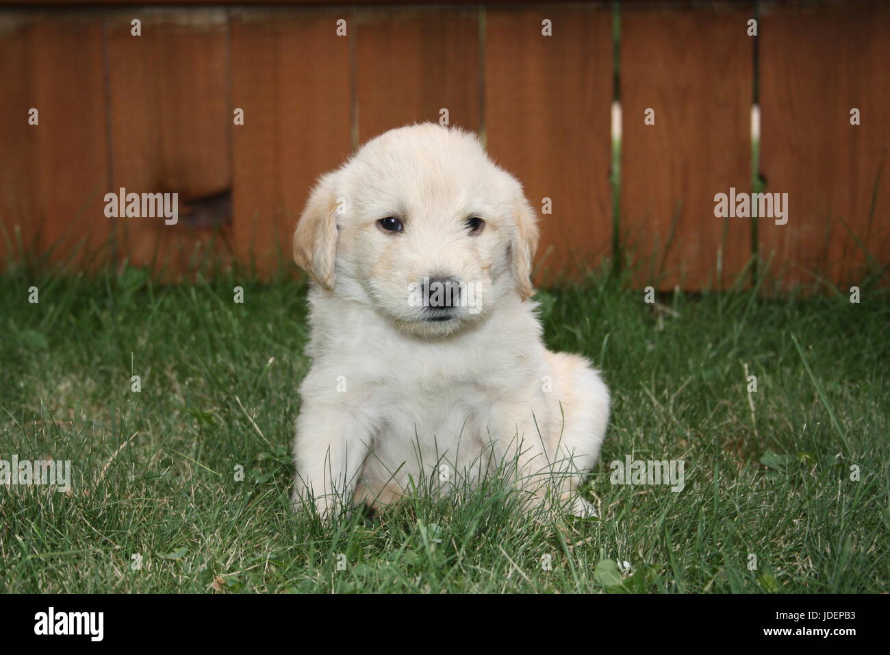 4 week old pups Stock Photo - Alamy