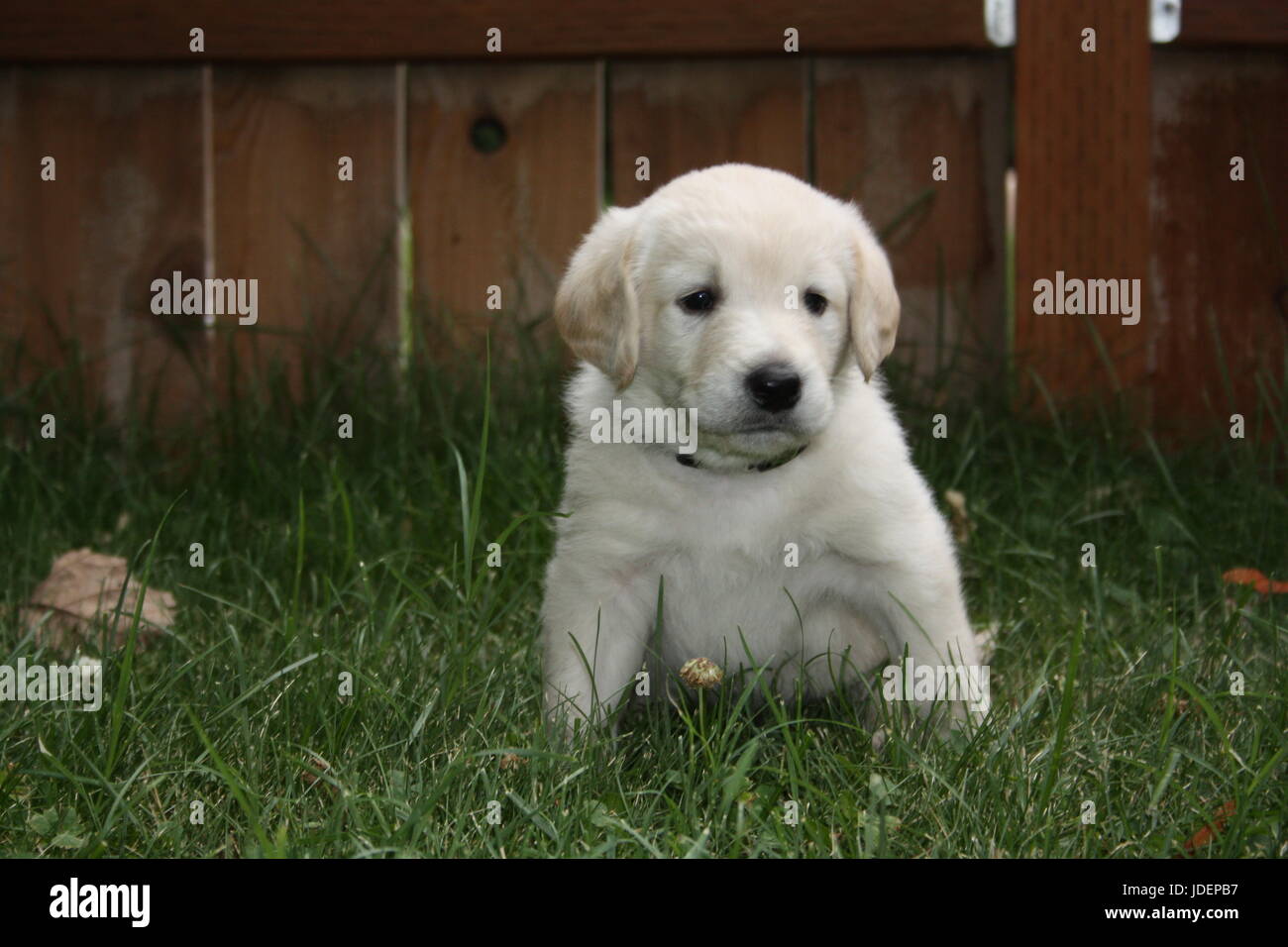 4 week old pups Stock Photo - Alamy