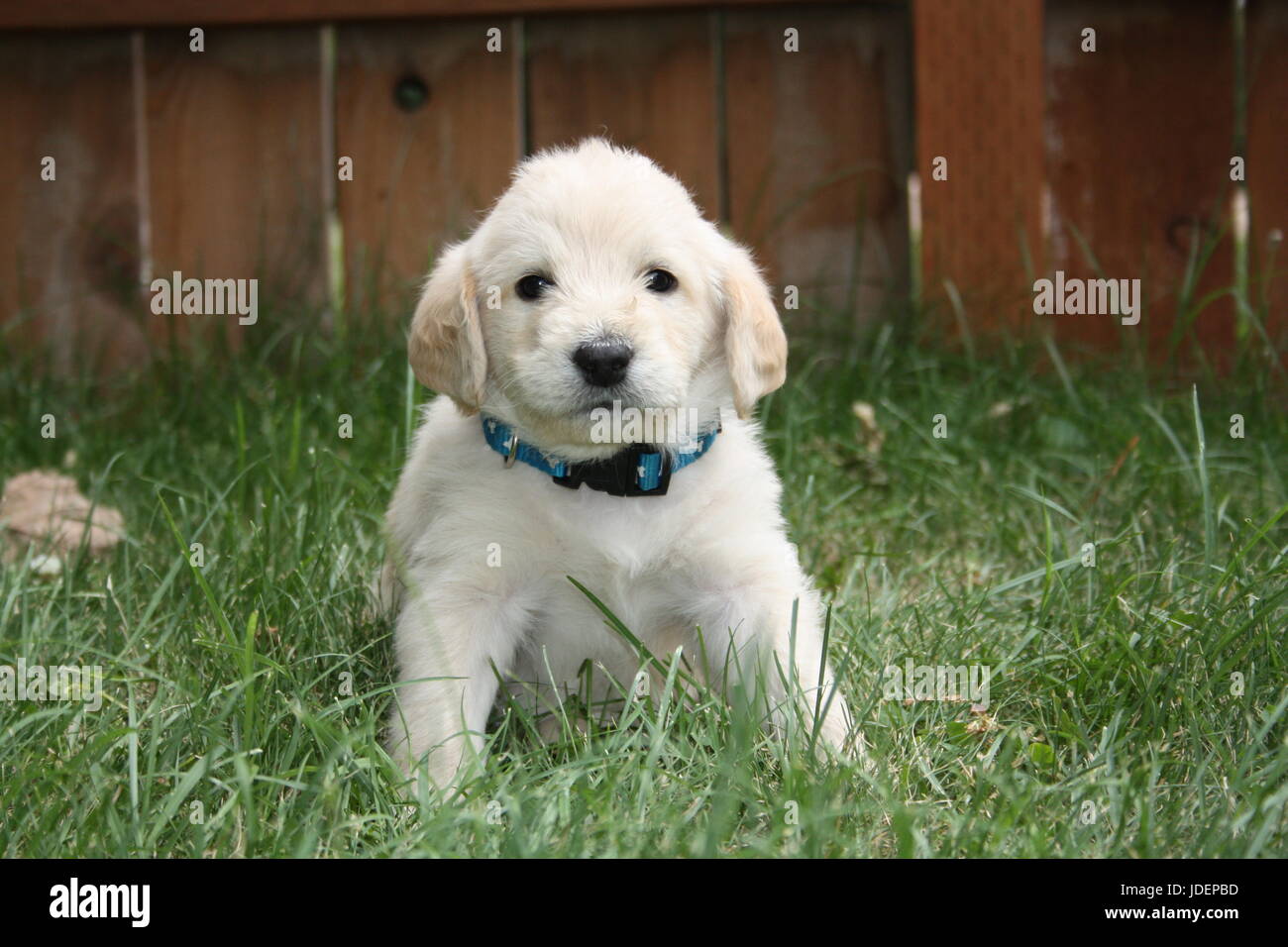4 week old pups Stock Photo - Alamy