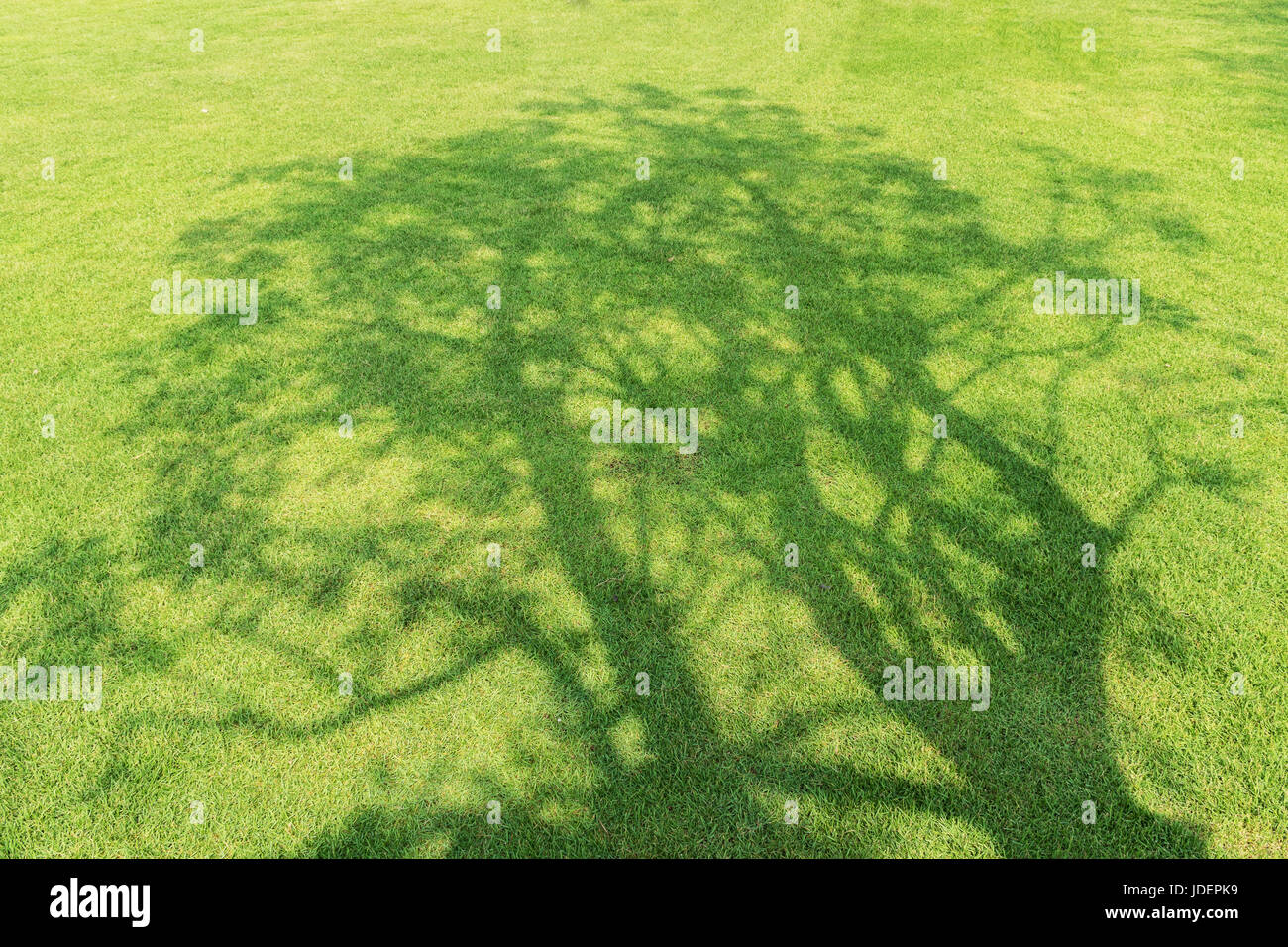 Tree shadow on short green grass in spring Stock Photo - Alamy