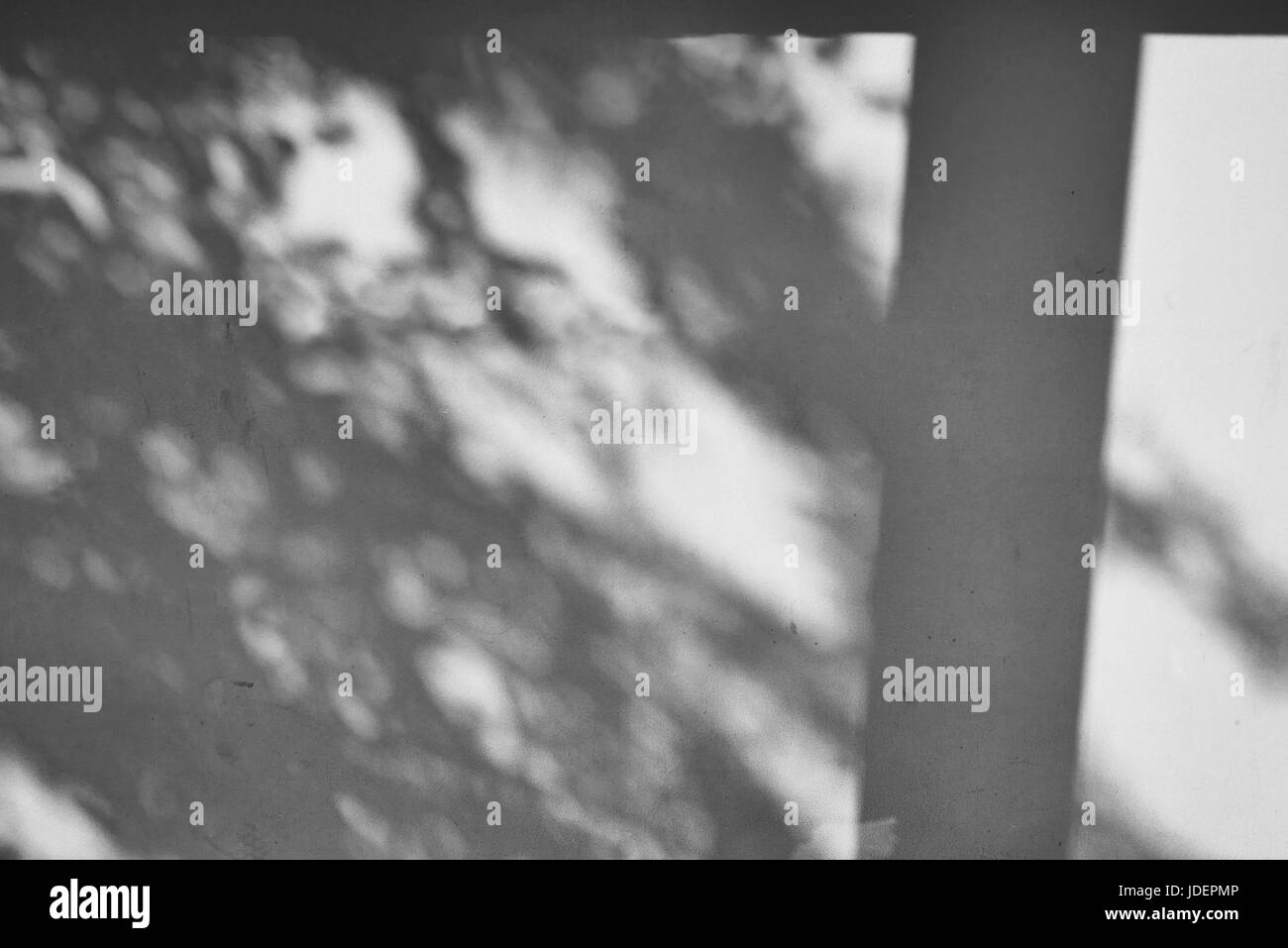 shadow of tree on raw concrete wall texture Stock Photo - Alamy