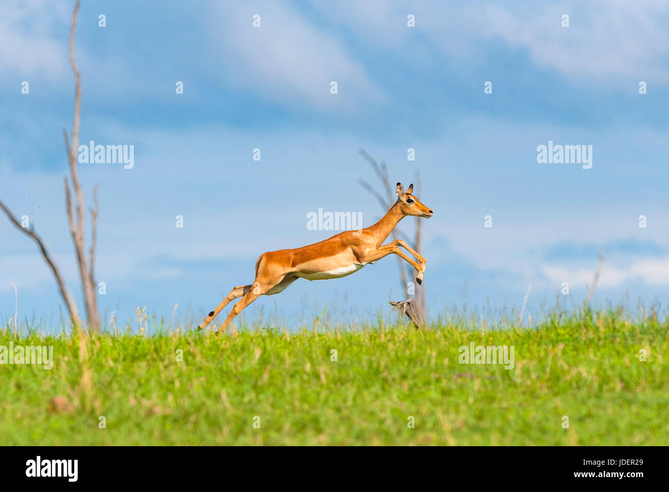 A jumping impala seen in Zimbabwe's Matusadona National Park Stock ...