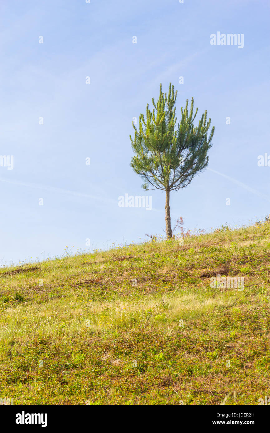 Pinheiro manso Pine in Santiago do Cacem, Alentejo, Portugal Stock ...
