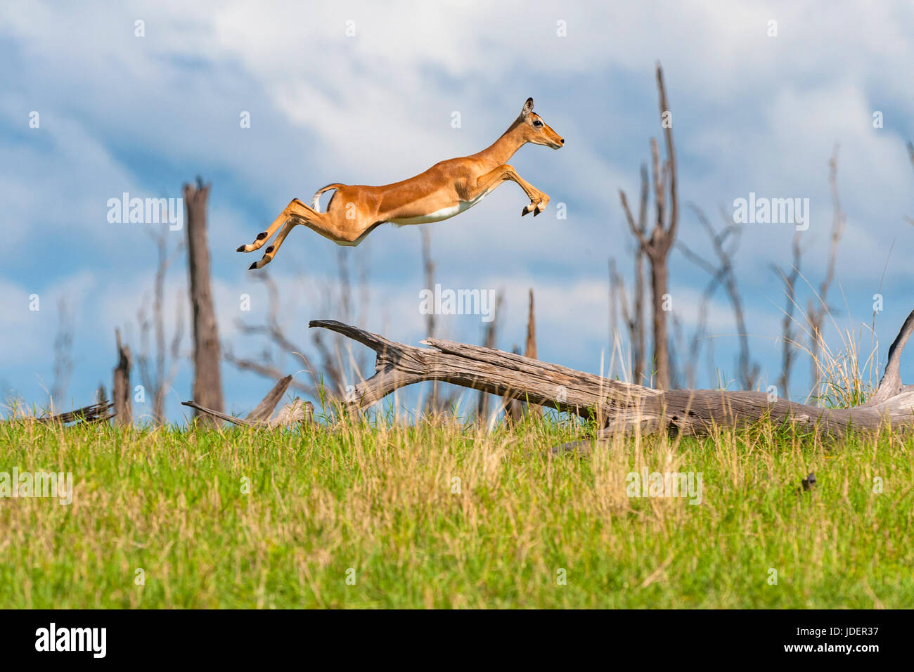 A jumping impala seen in Zimbabwe's Matusadona National Park Stock ...