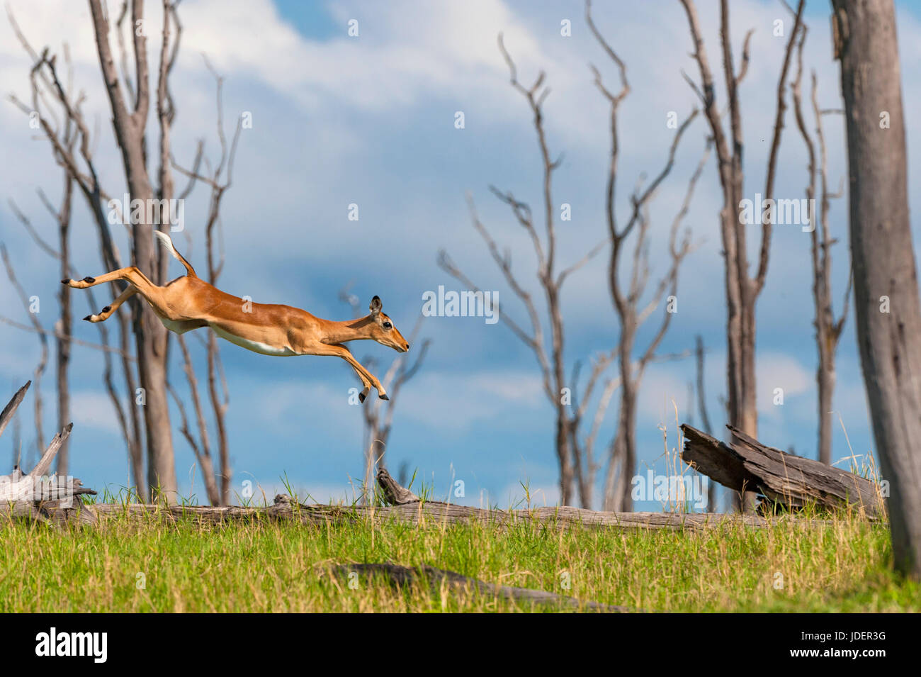 A jumping impala seen in Zimbabwe's Matusadona National Park Stock ...