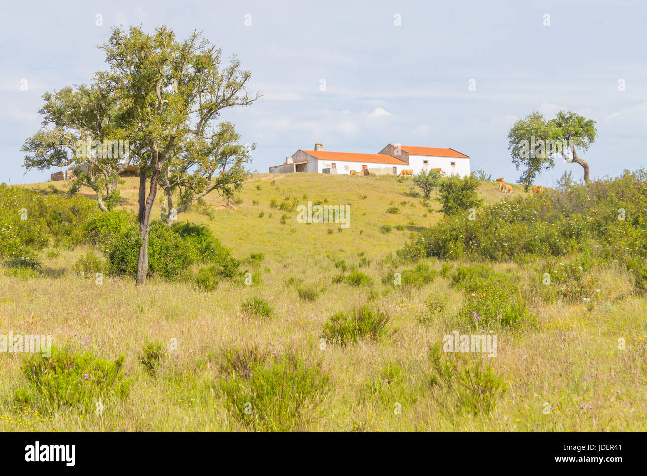 Farm house with cow, Cork tree forest and Esteva flowers in Vale Seco ...