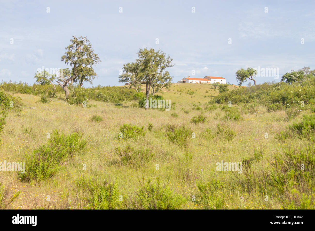 Farm house with cow, Cork tree forest and Esteva flowers in Vale Seco ...