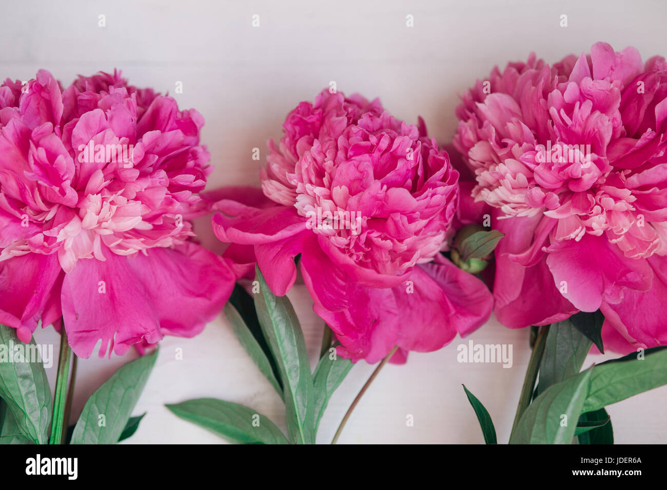Floral frame with pink peonies on white wooden background Stock Photo ...