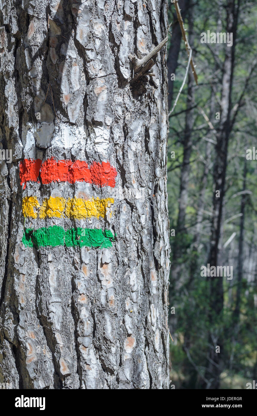 Hiking through the forest. Signal on the trunk of a pine tree to ...