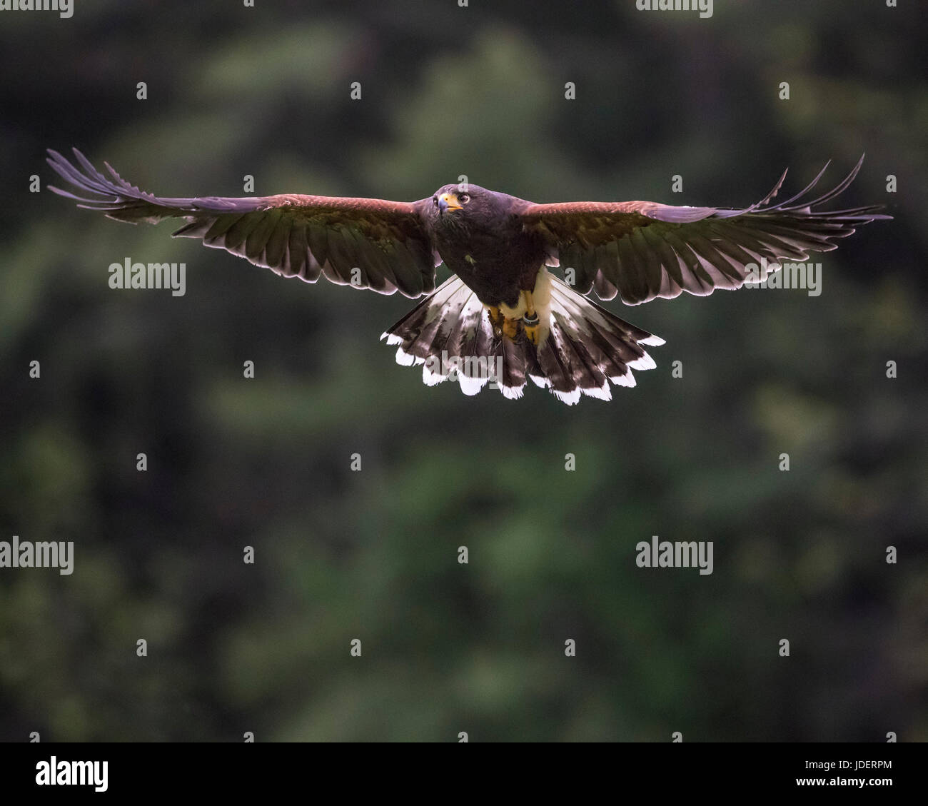 Harris hawk nest hi-res stock photography and images - Alamy
