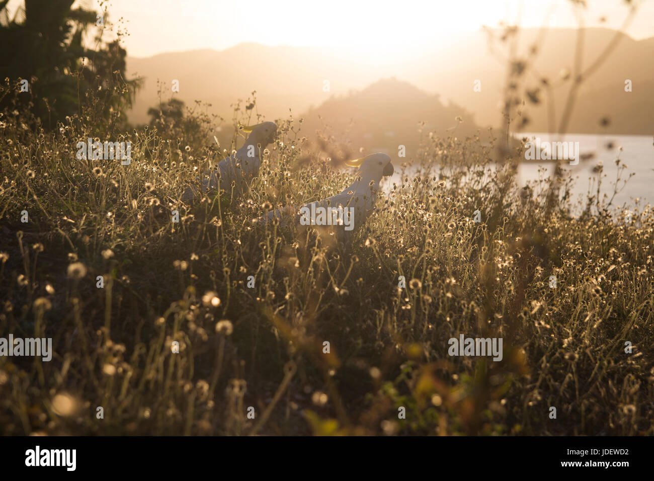 Cacadoo in the evening light in Australia Stock Photo - Alamy
