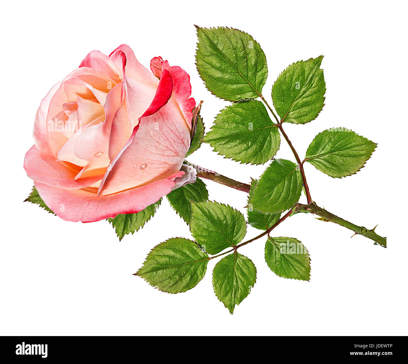 rose isolated on white background Stock Photo - Alamy
