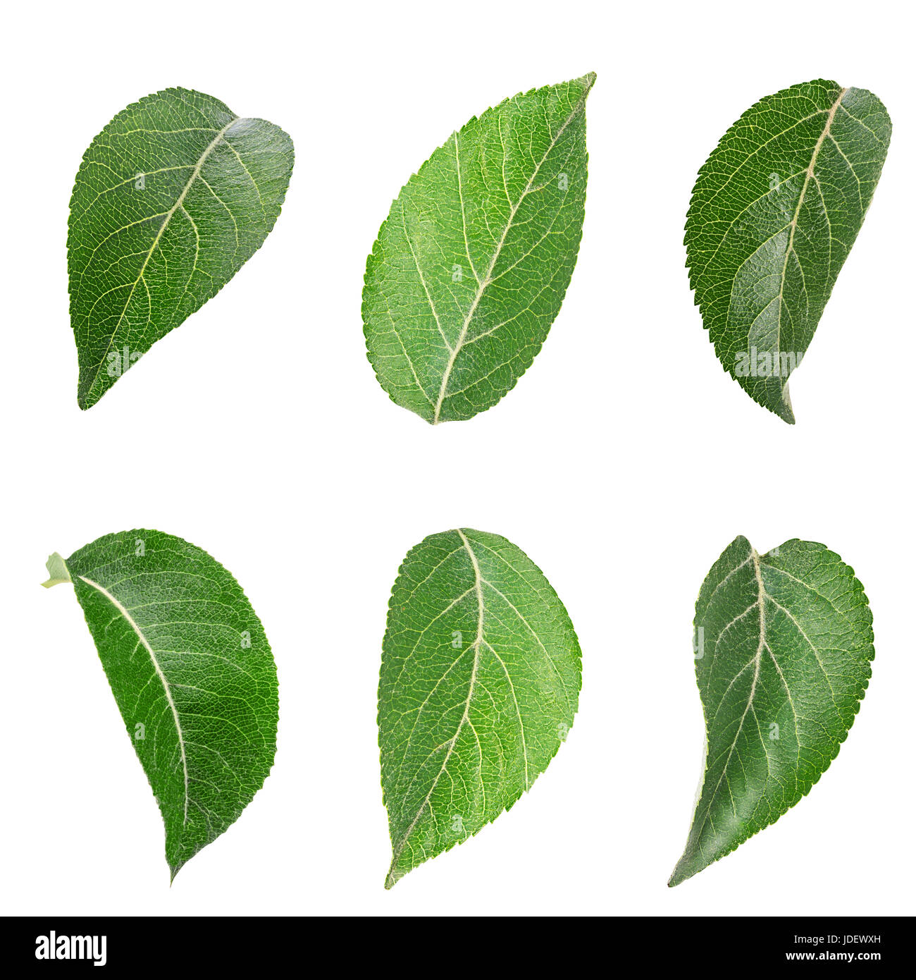 Apple tree leaf isolated on a white background Stock Photo - Alamy