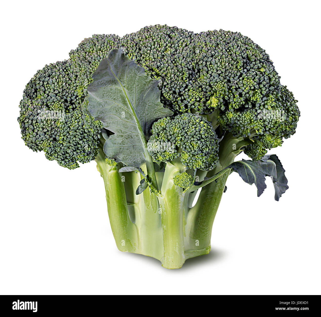 Broccoli isolated on white background Stock Photo - Alamy