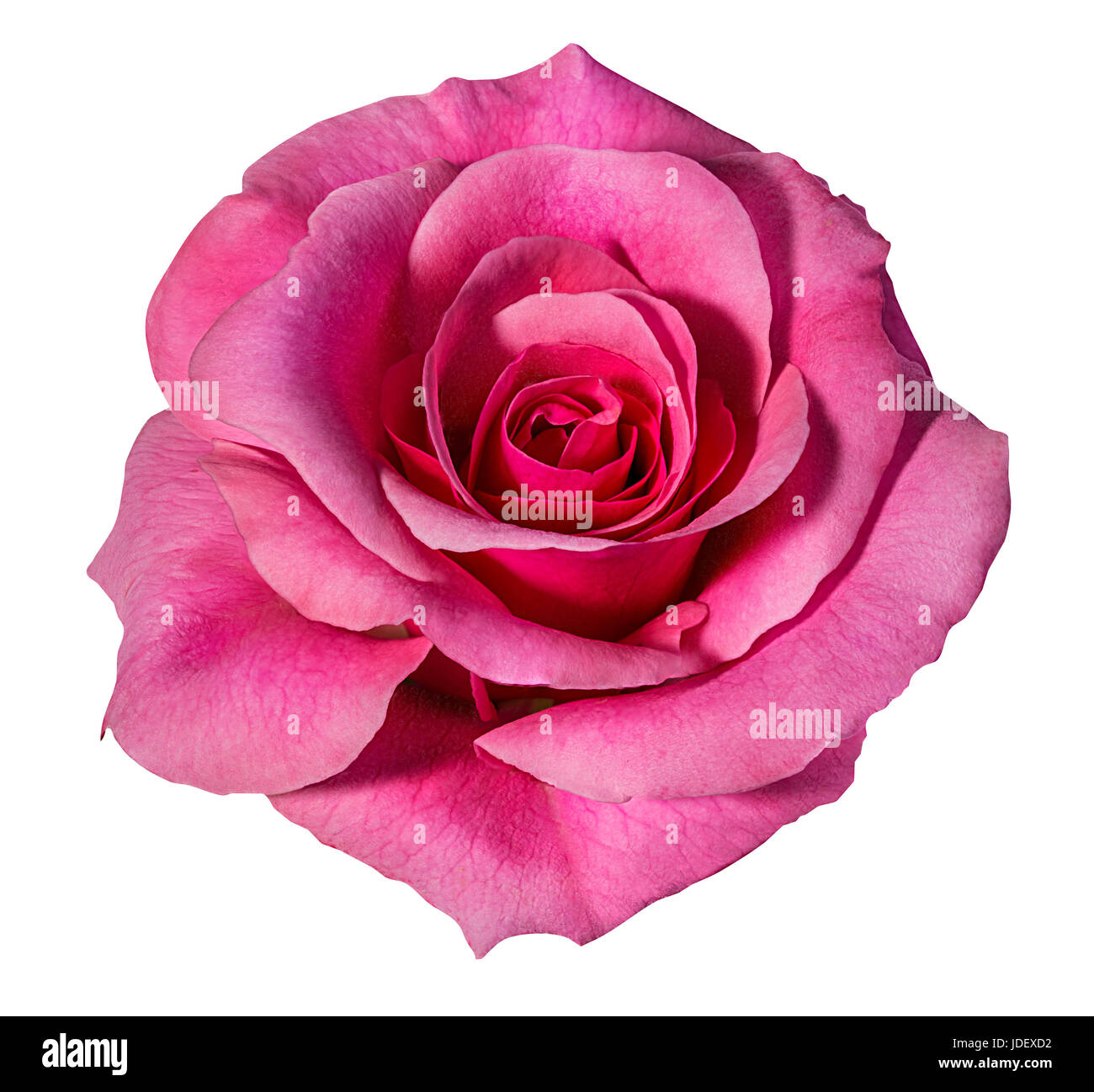 rose isolated on white background Stock Photo - Alamy