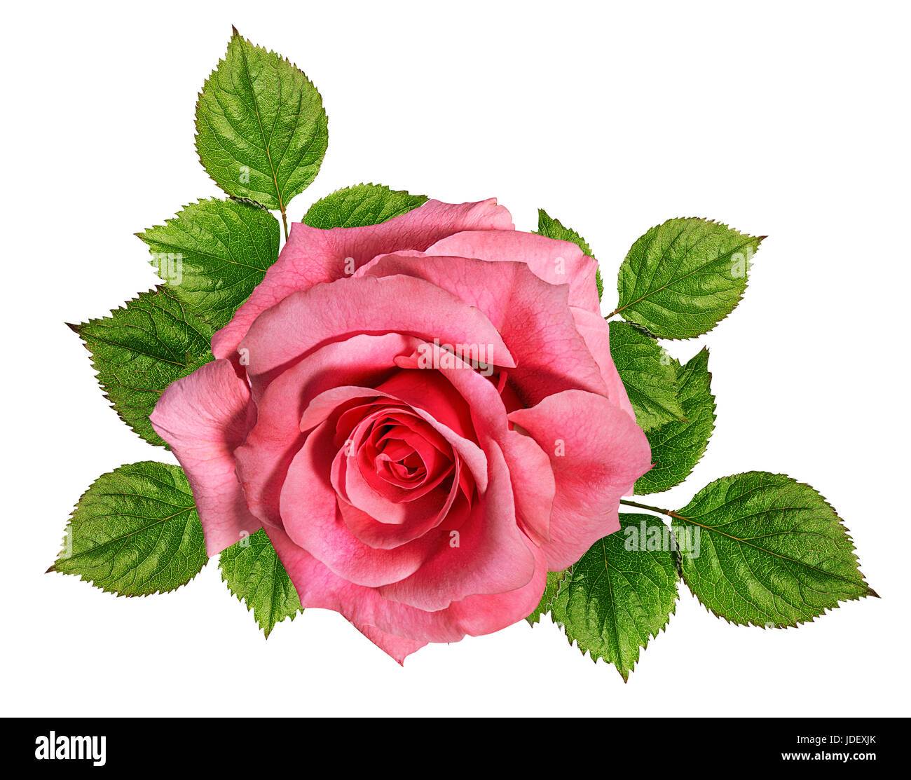 rose isolated on white background Stock Photo - Alamy