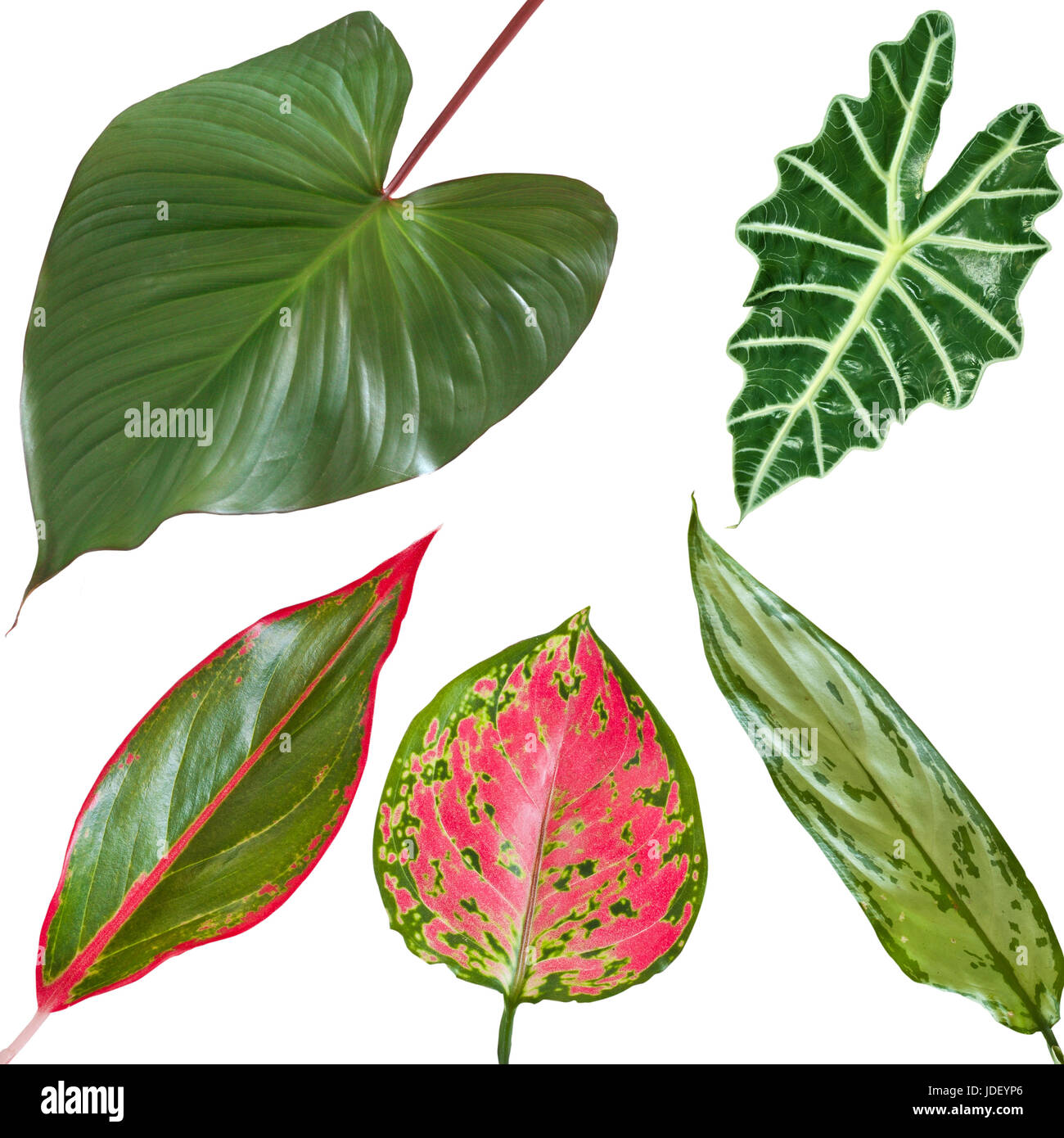 Different colored leaves hi-res stock photography and images - Alamy