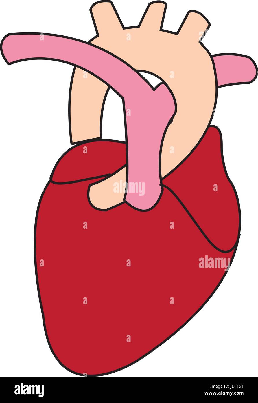 human heart anatomy medical science Stock Vector Image & Art - Alamy