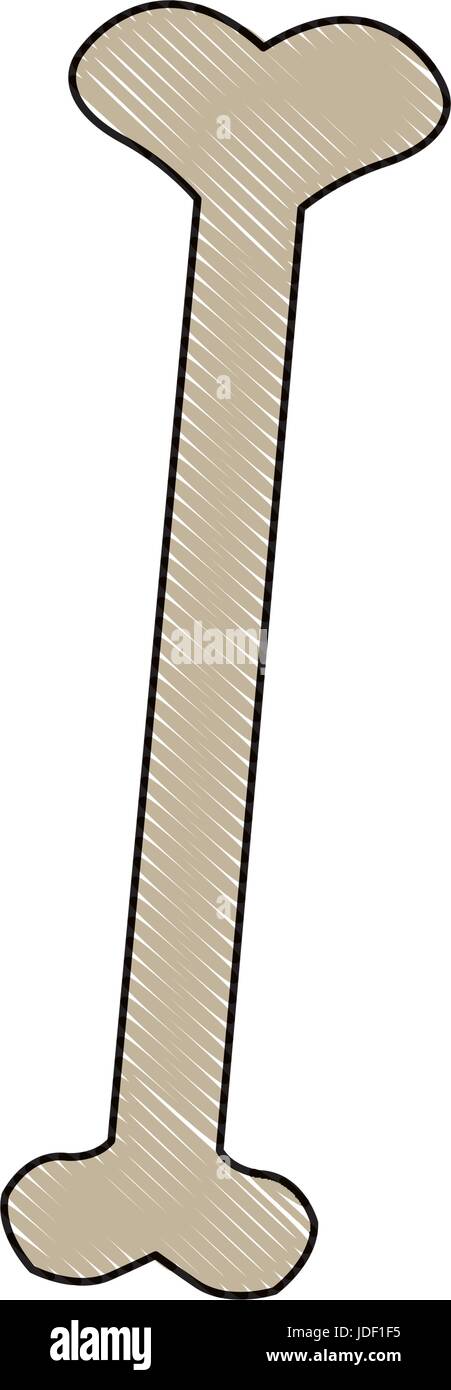 drawing human bone anatomy orthopedic Stock Vector Image & Art - Alamy