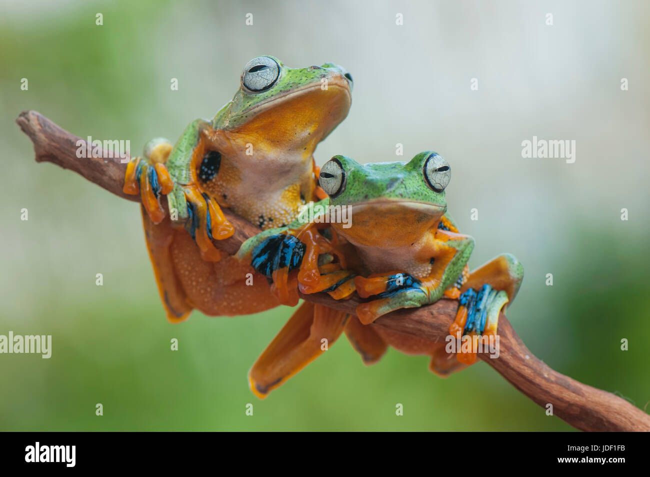Flying frog stay on branch Stock Photo - Alamy