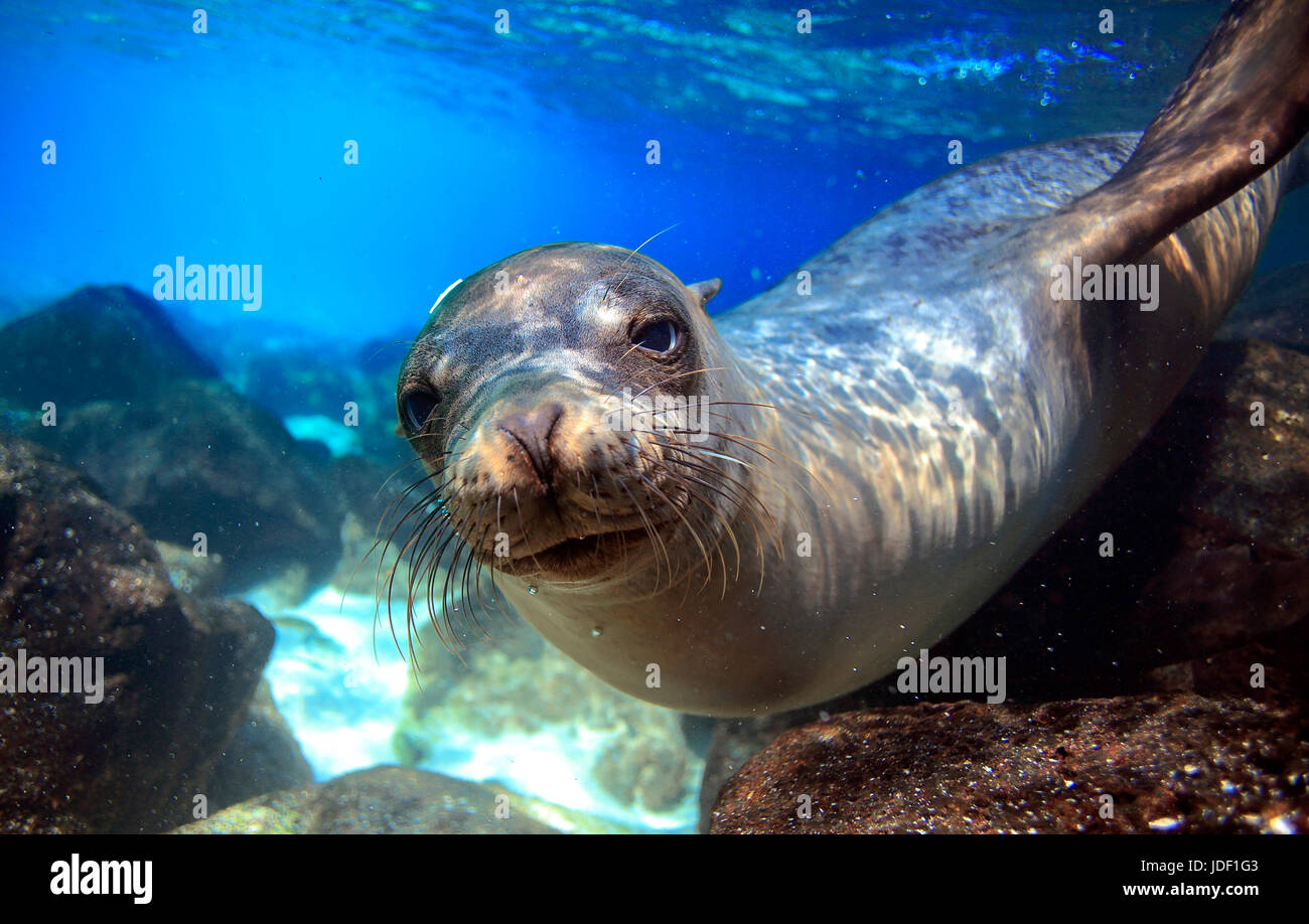 Sea lion swimming underwater in tidal lagoon in the Galapagos Islands ...