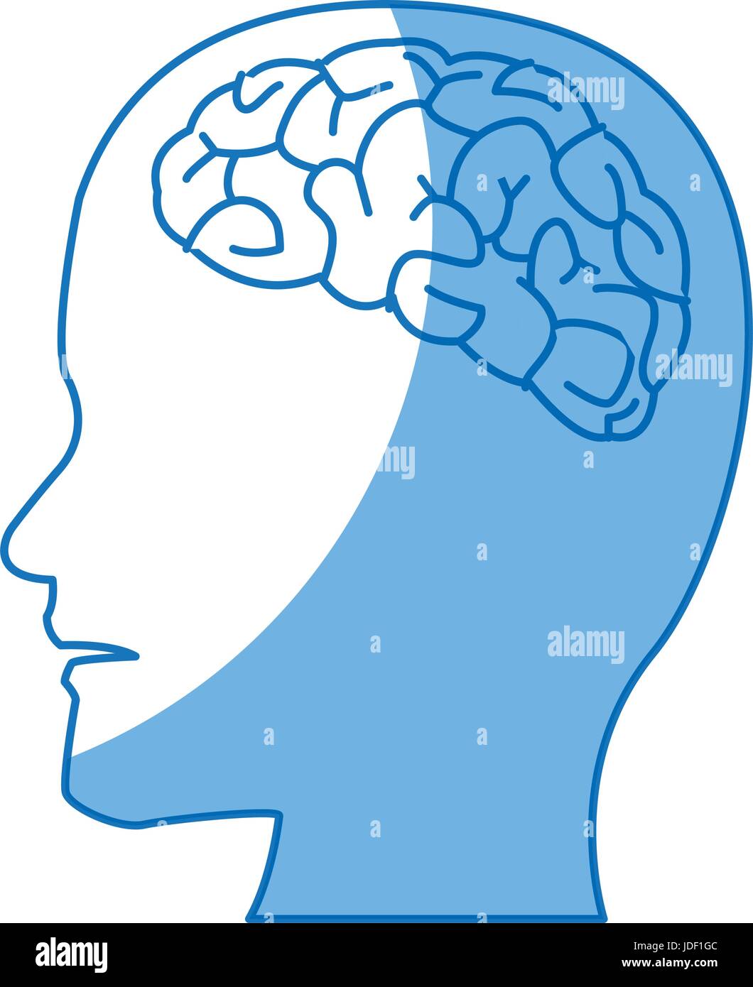 Human brain anatomy structure cerebral Stock Vector Images - Alamy