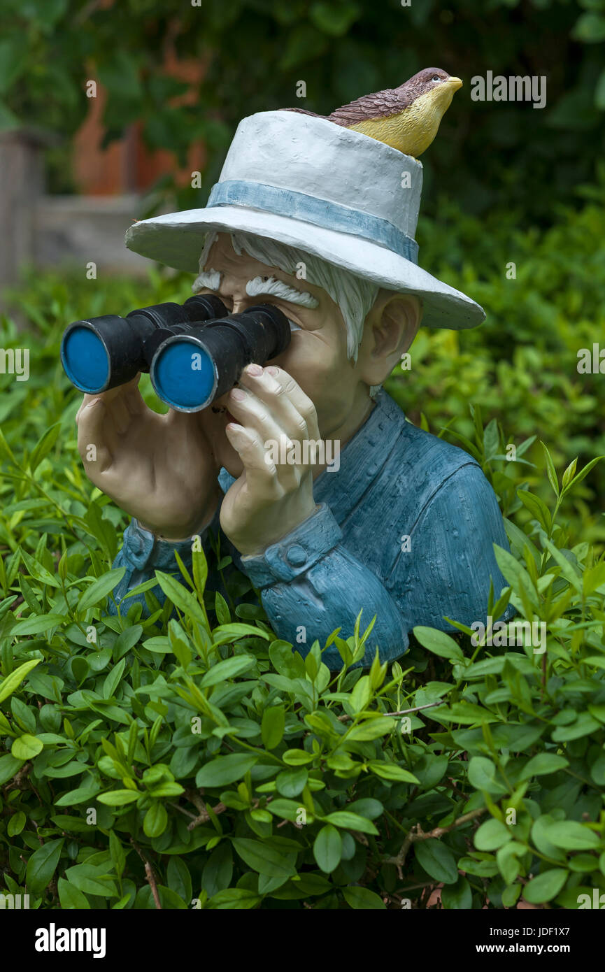 Bird looking over hedge hi-res stock photography and images - Alamy