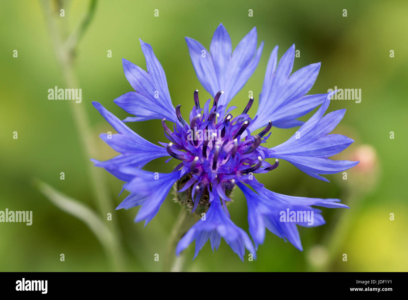 Cornflower (Cyanus segetum), Bavaria, Germany Stock Photo - Alamy