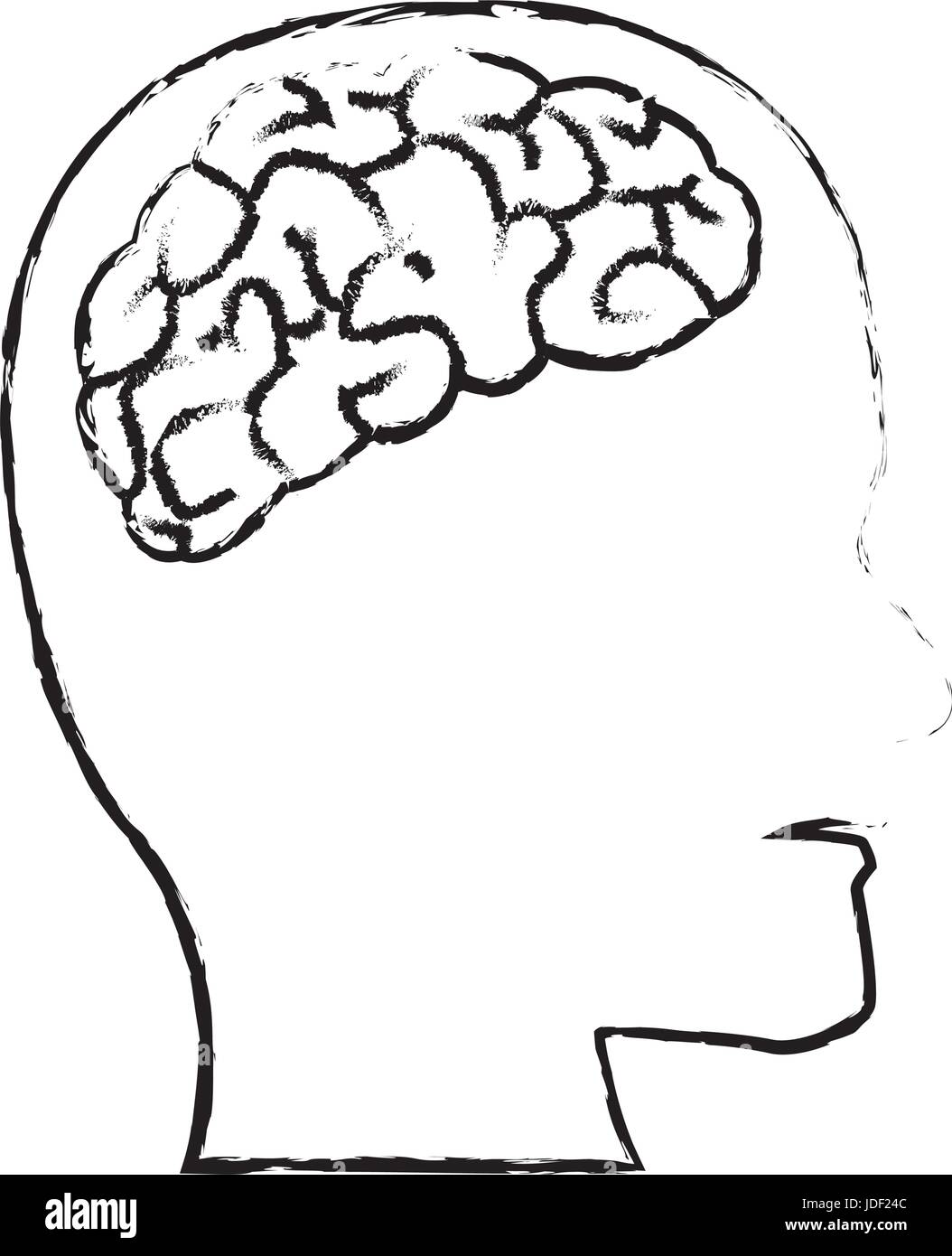 Human Brain Anatomy Structure High Resolution Stock Photography and ...