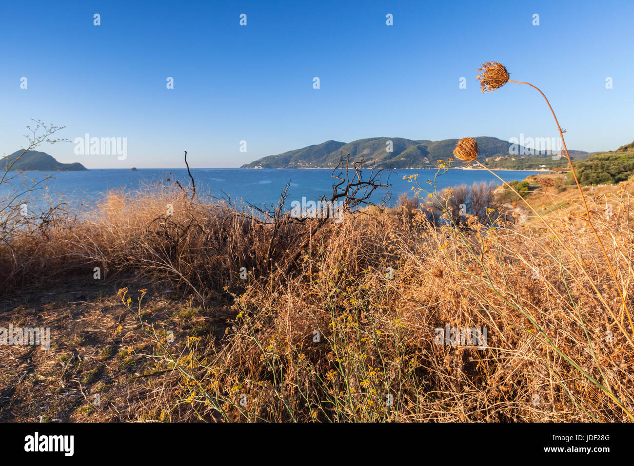 Dry grass and flowers on the coast of Zakynthos island, Greece. Popular ...