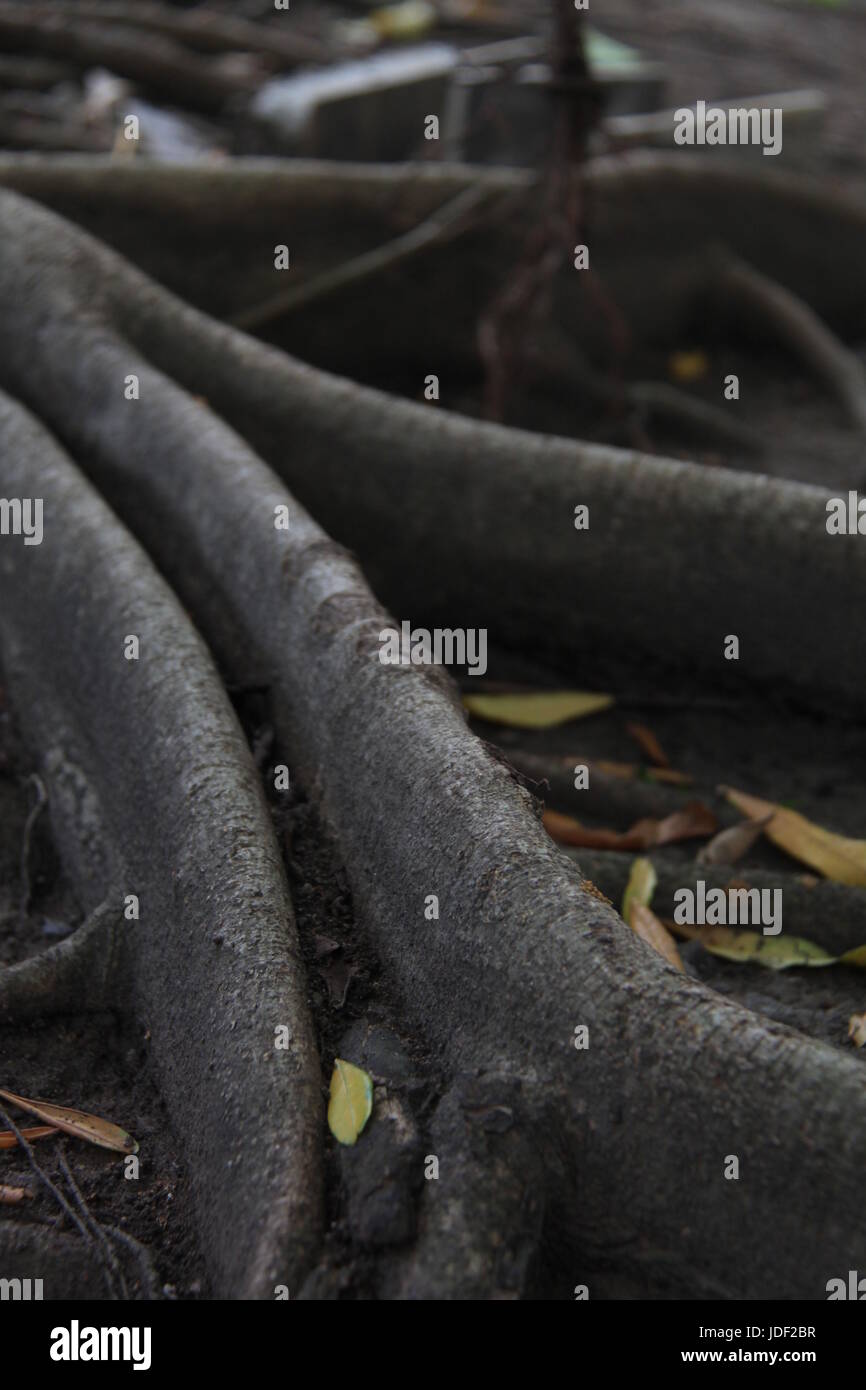 Dark tree hi-res stock photography and images - Alamy