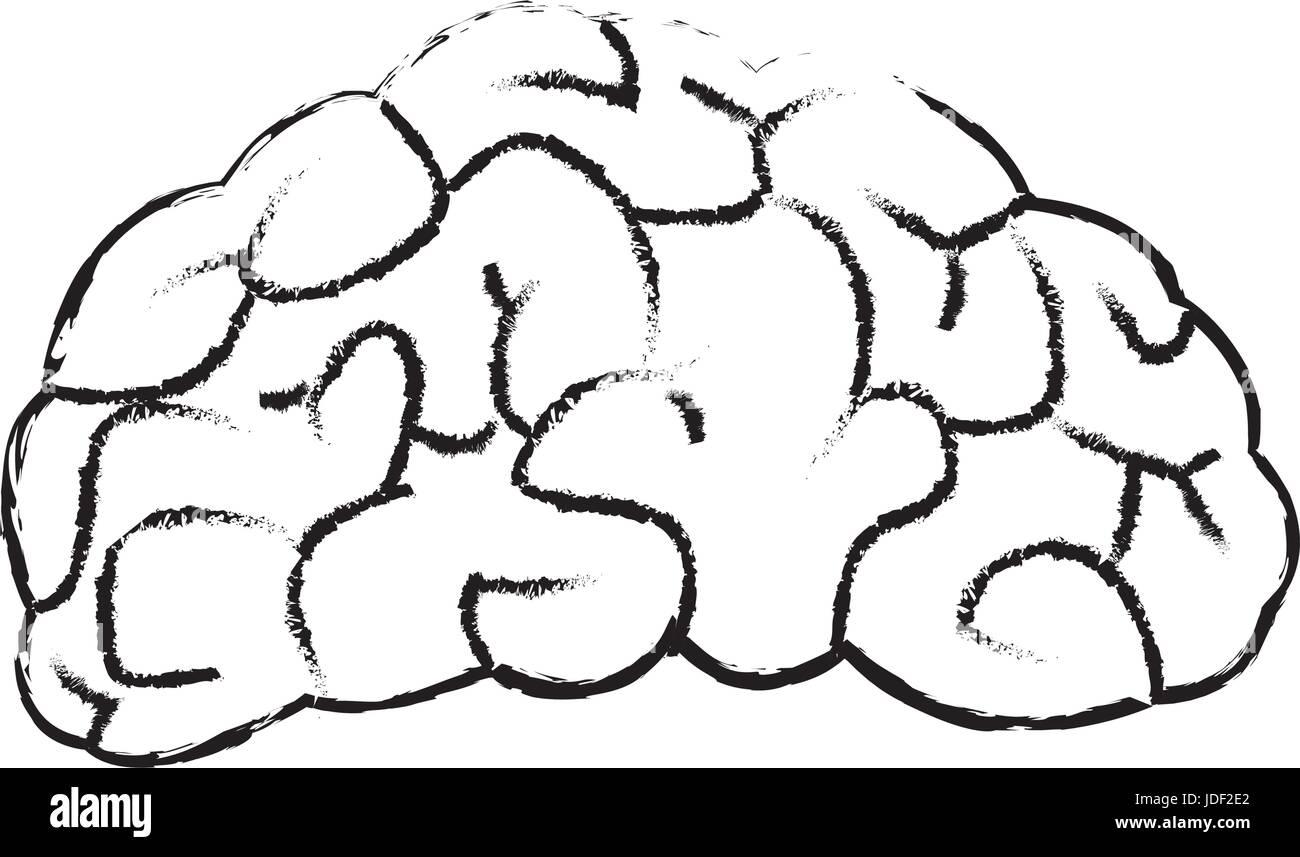 Cortex brain part Cut Out Stock Images & Pictures - Alamy