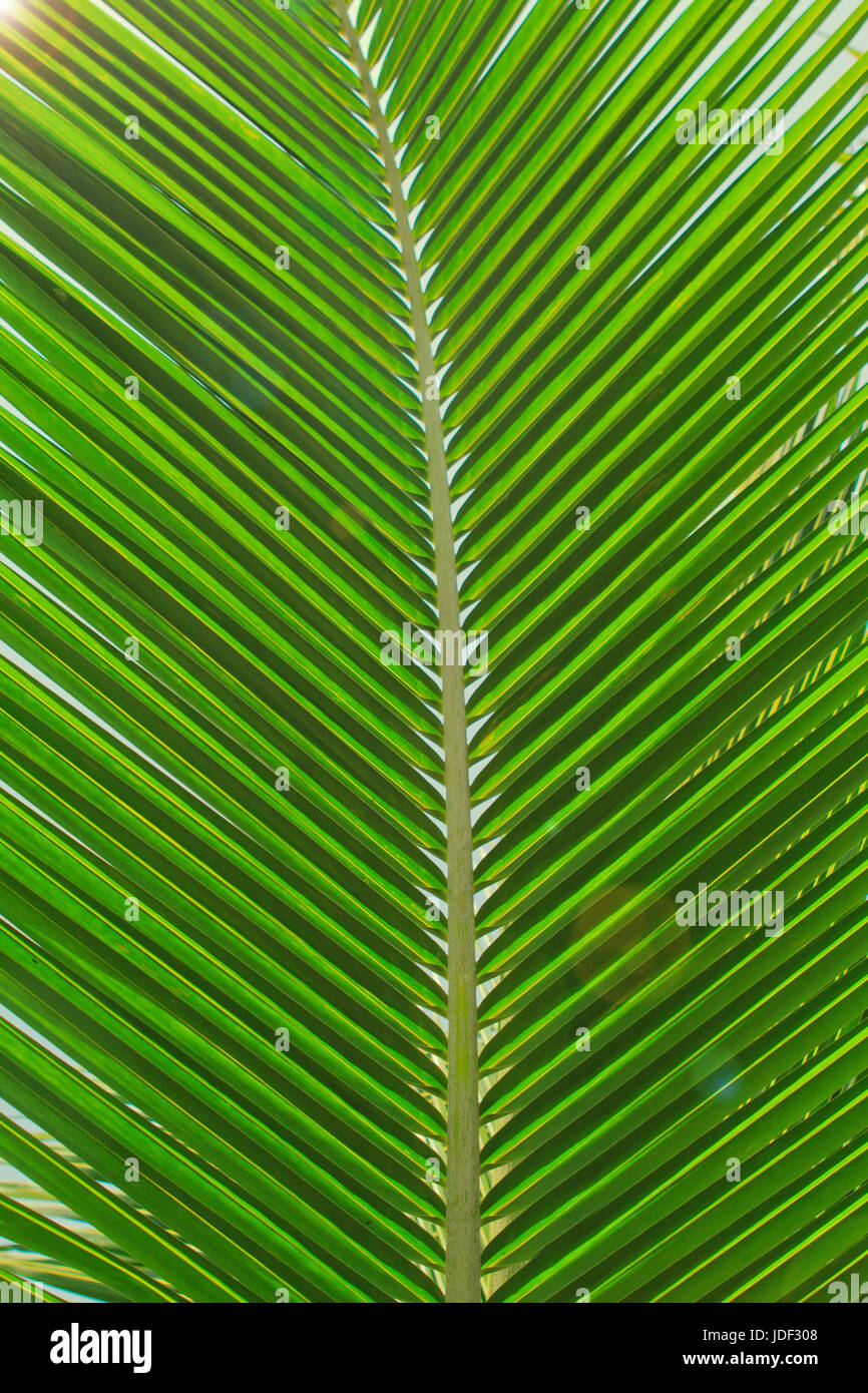 Palm leaves texture Stock Photo - Alamy