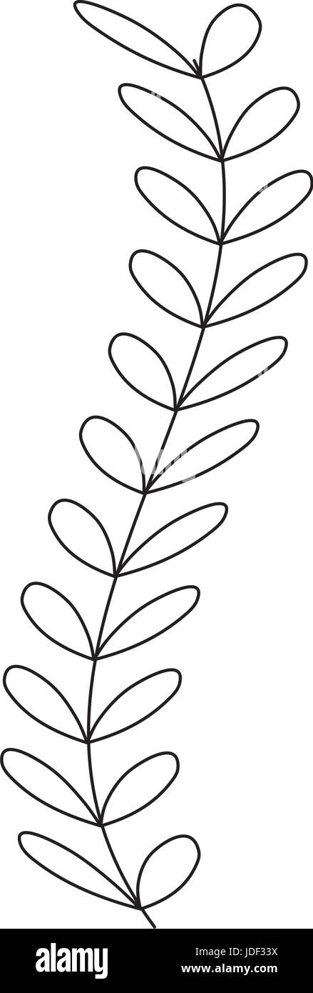 line rustic branch with leaves design Stock Vector Image & Art - Alamy