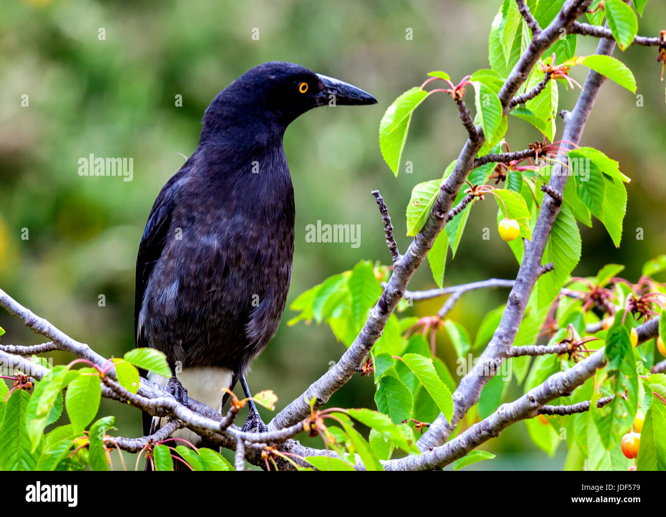 Pied Currawong sitting in cherry tree Stock Photo - Alamy