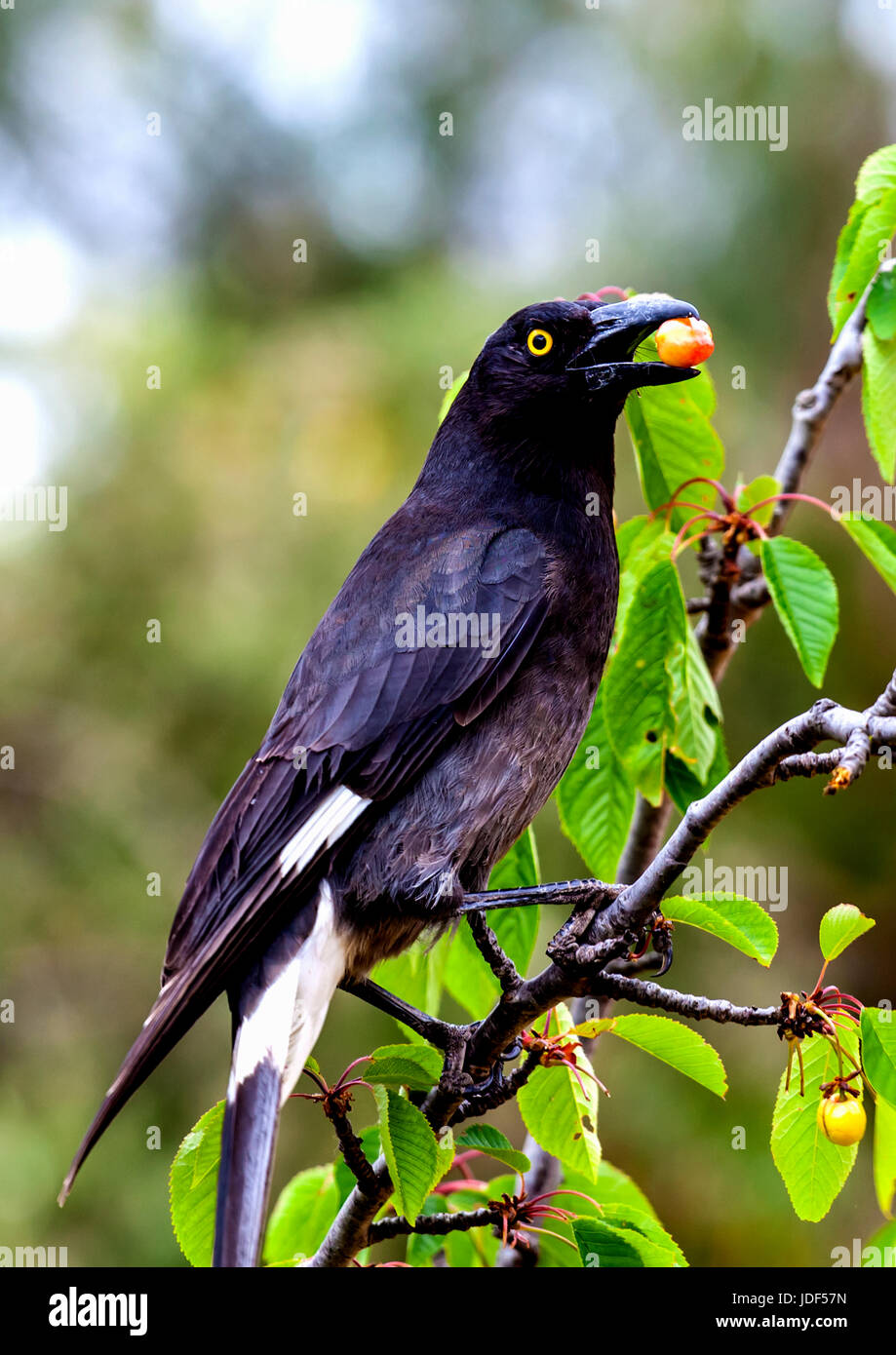Pied Currawong stealing a cherry Stock Photo - Alamy