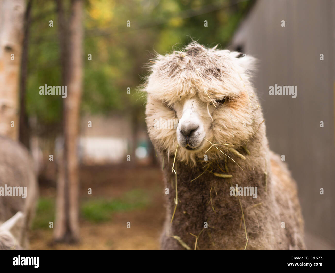A horizontal banner featuring a blonde colored Llama with a blonde hair ...