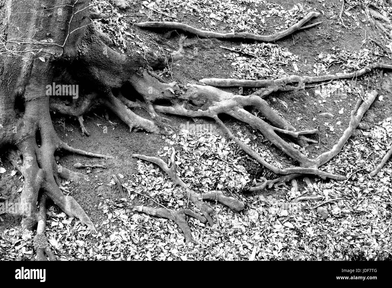 Roots, Root, Tree, Trees, Wood, Tree roots, Forest, Nature, Wild Stock ...