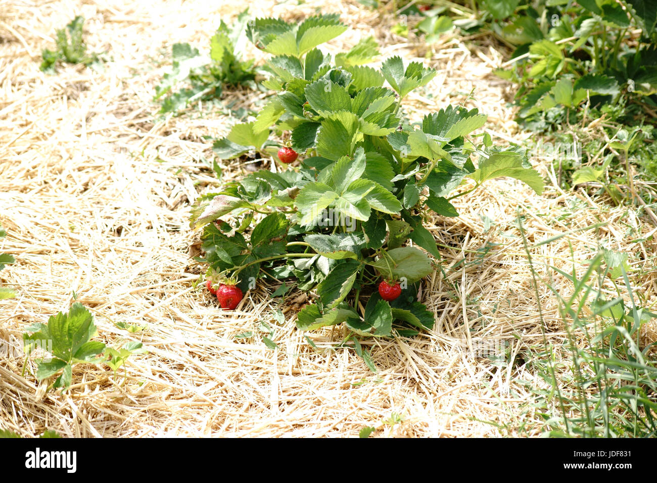 The top view of a strawberry plant with red and ripe strawberries Stock ...