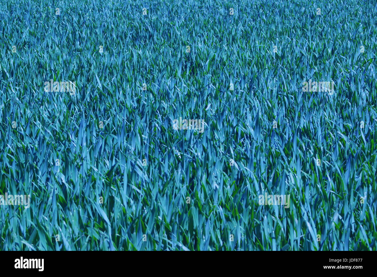 Grain field, Cereal field, Cornfield, Background Stock Photo - Alamy
