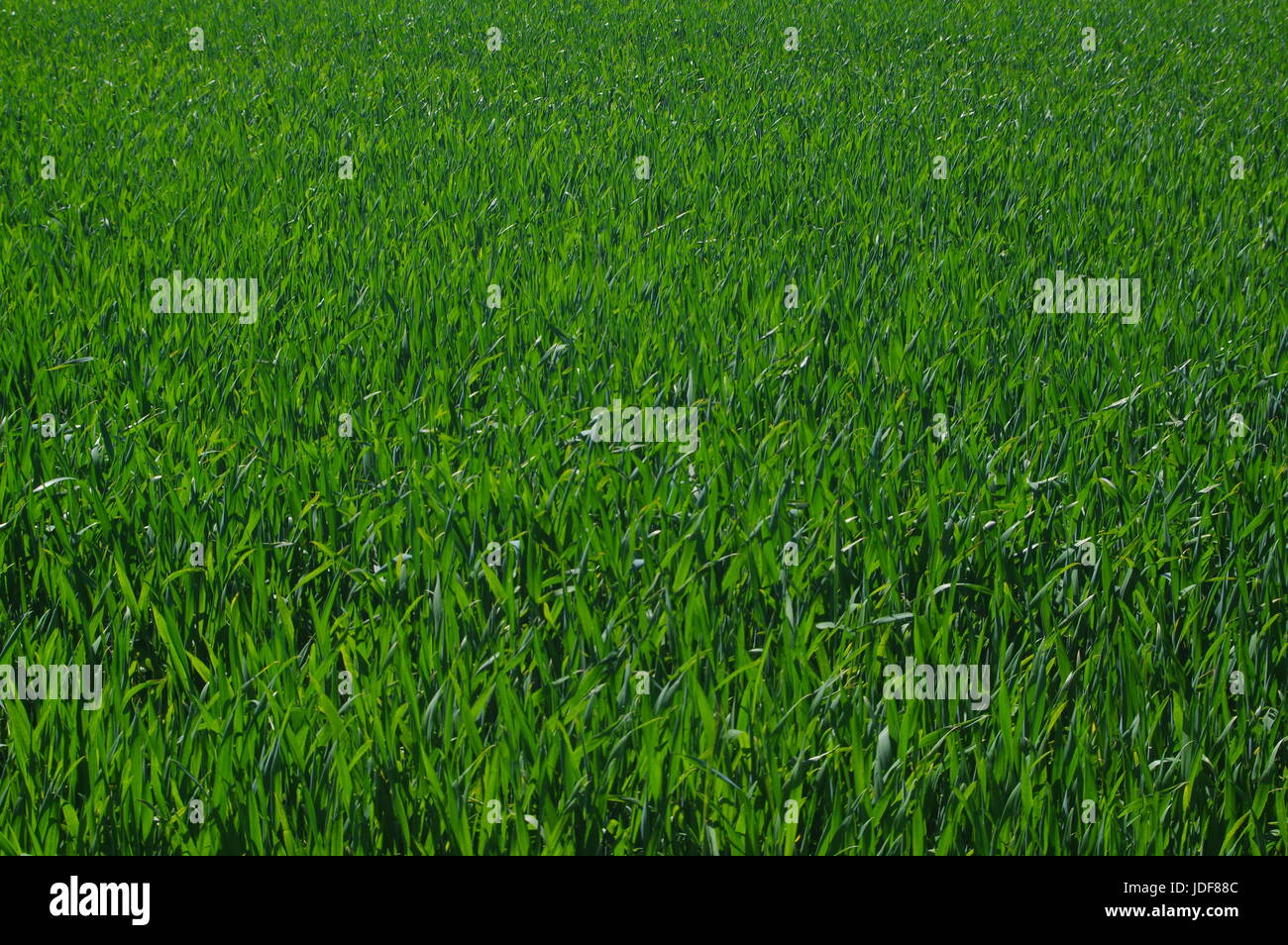Grain field, Cereal field, Cornfield, Background Stock Photo - Alamy
