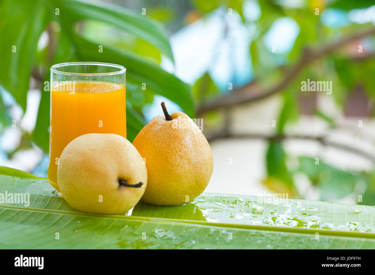 Fresh yellow pear tropic fruit summer refreshment smoothie shake drink ...