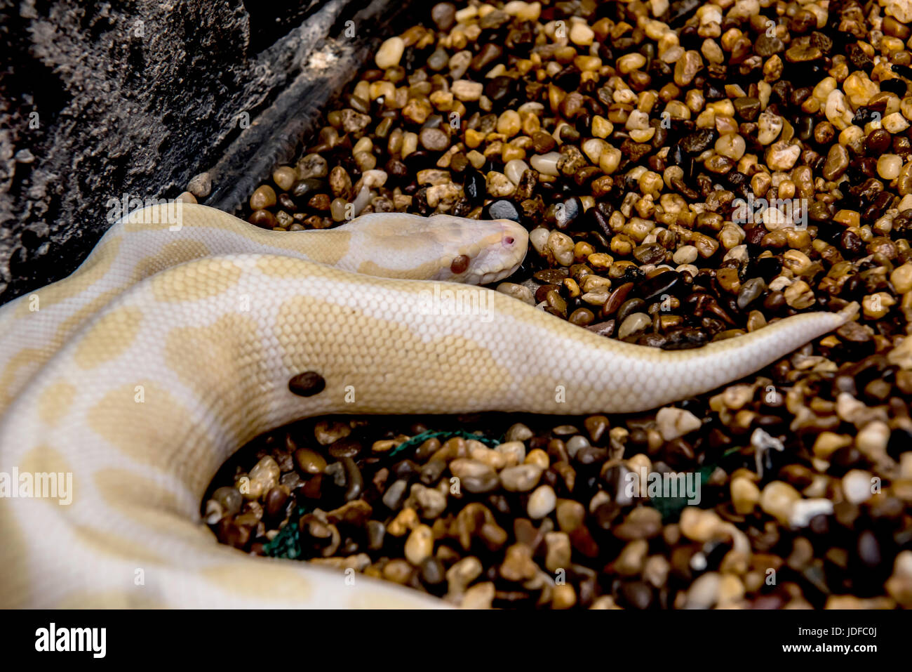 snake and serpent, long limbless reptile animal Stock Photo - Alamy