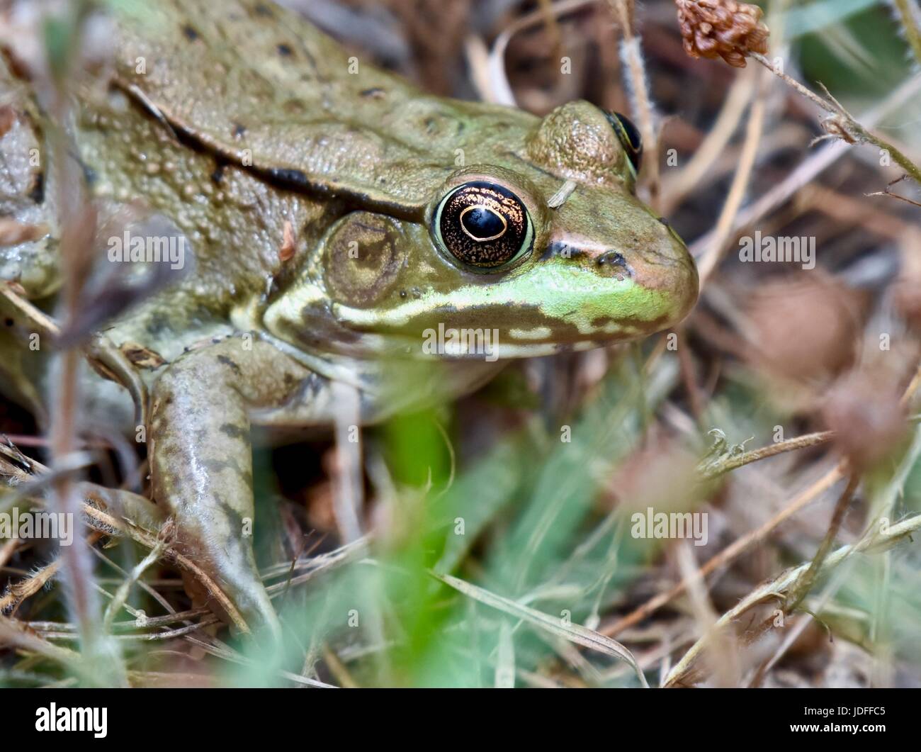 American bullfrog in grass hi-res stock photography and images - Alamy