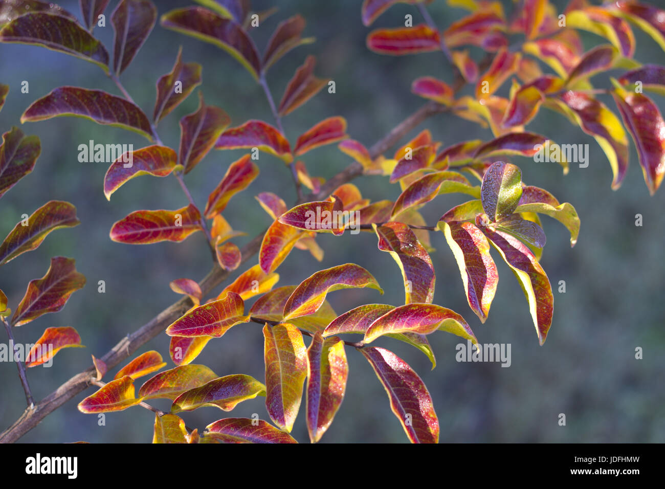 Crepe Myrtle Lagerstroemia indica leaves in an Australian garden autumn ...