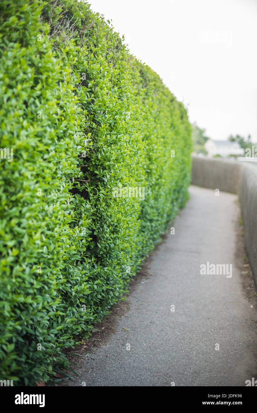 Cliff Walk overlooking Easton Bay Stock Photo - Alamy