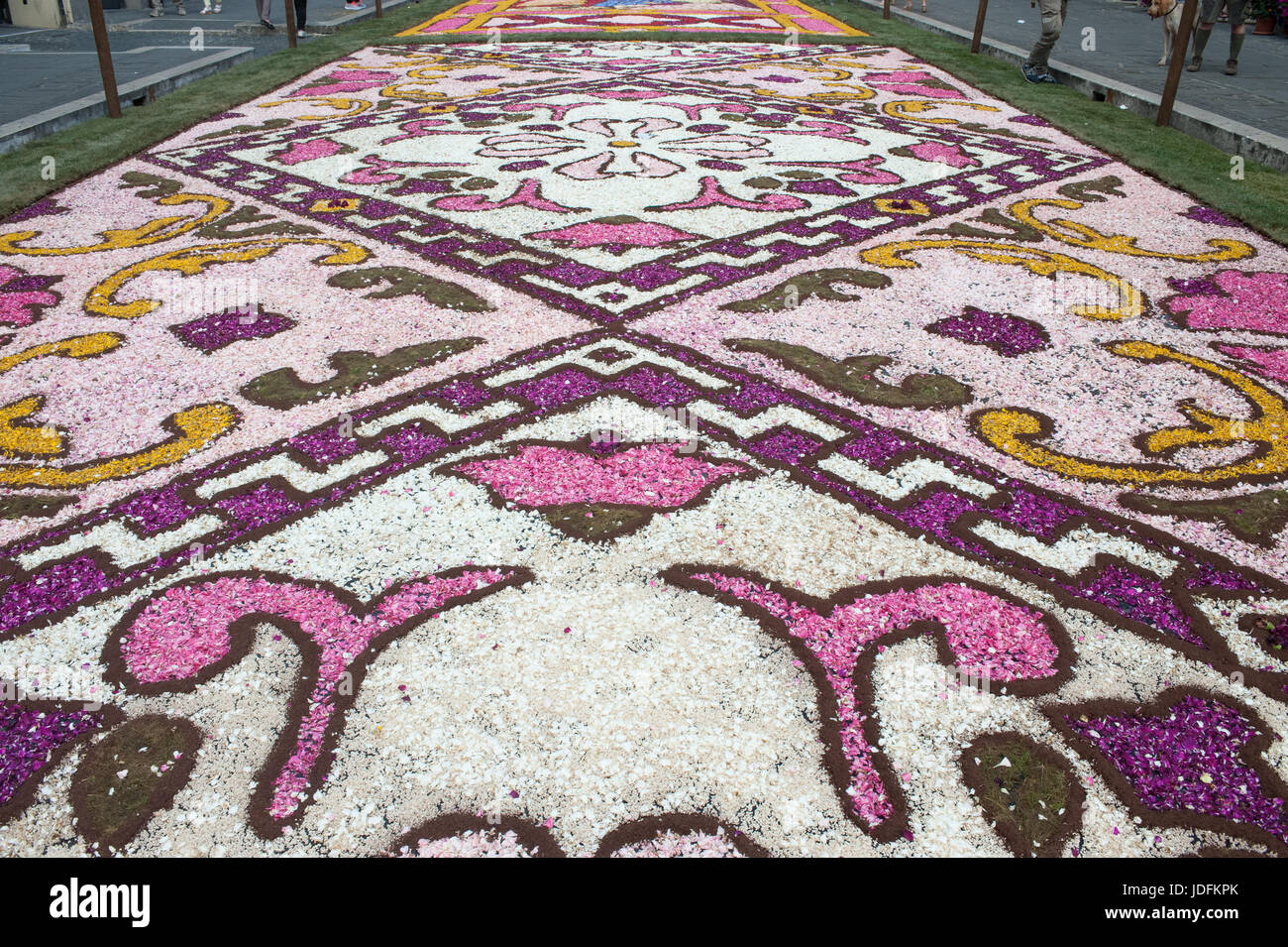 Genzano flower hi-res stock photography and images - Alamy